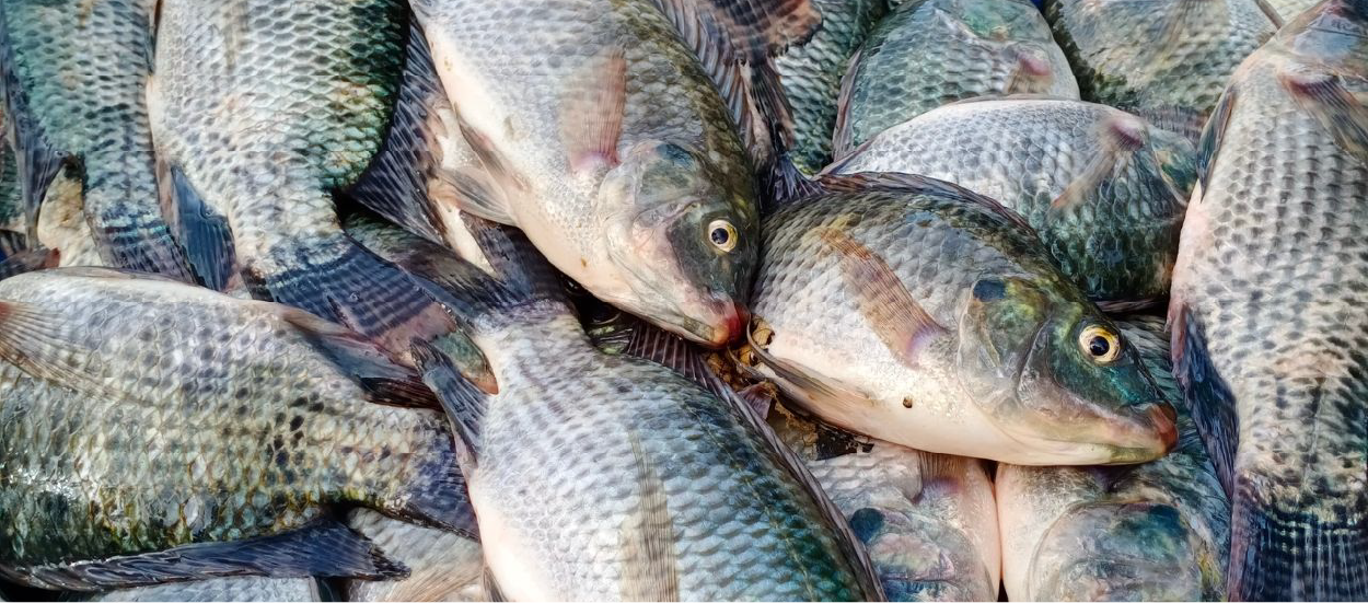 Aquaculture Enhancement in Batam: Biofloc Systems Aid Local Fish ...