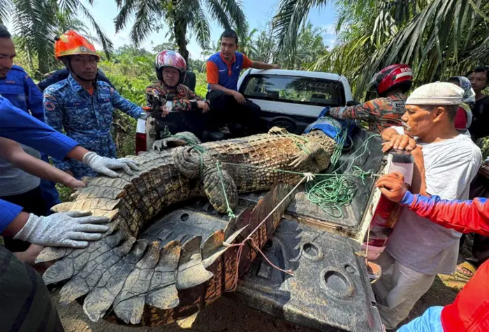 Beware Along Batu Pahat River: Crocodile Mating Season Triggers ...