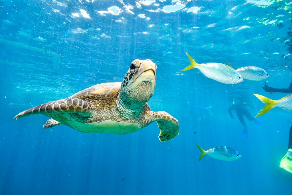 Turtle Threat in Anambas: Illegal Egg Trade Persists Despite ...