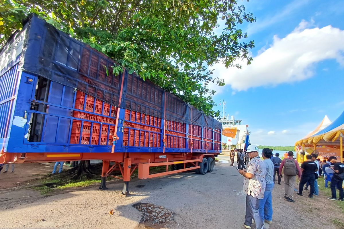 Bintan Poultry Trade: 28,500 Live Chickens Exported to Singapore in ...