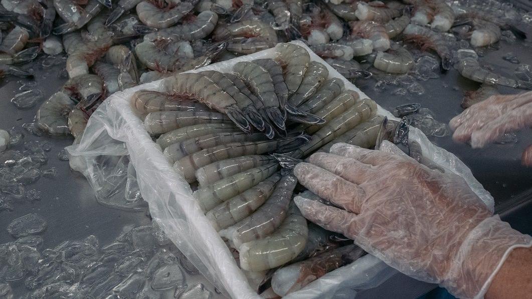 Radioactive Shrimp Scandal: Indonesia Faces FDA Warning Over Cs-137 ...