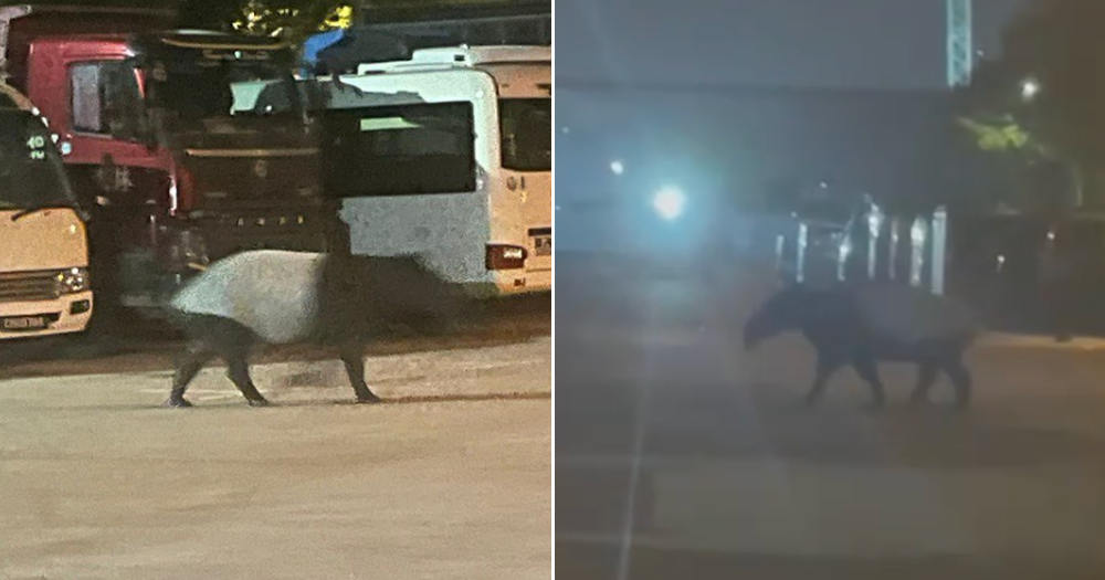 Endangered Malayan Tapir Spotted Roaming Defu Lane Car Park - Best ...