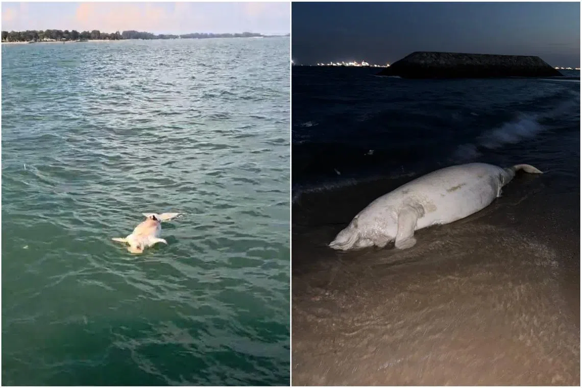 Dead Dugong At Bedok Jetty: First Recorded Sighting Since 2021 - Best ...